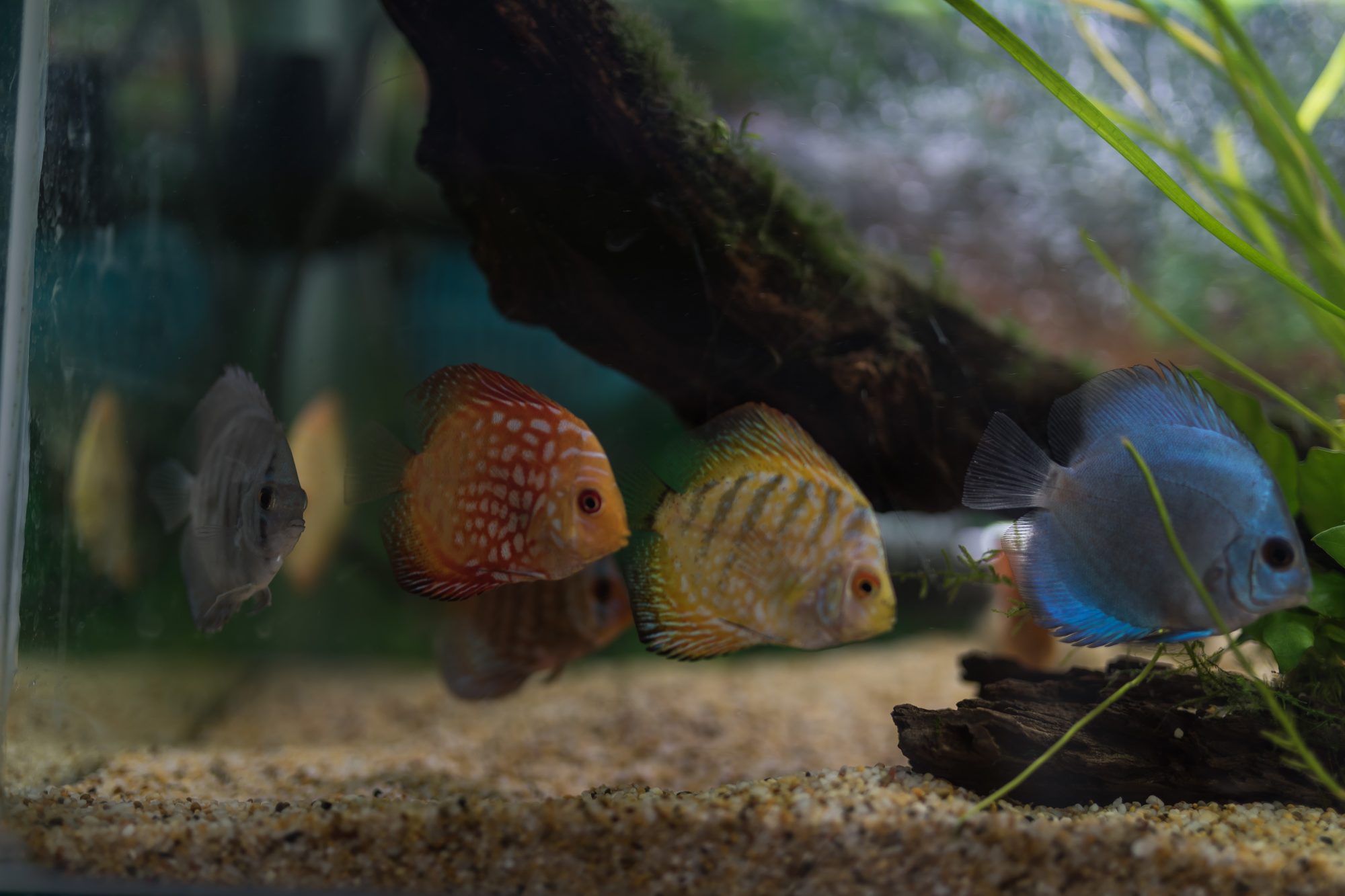 Fish
